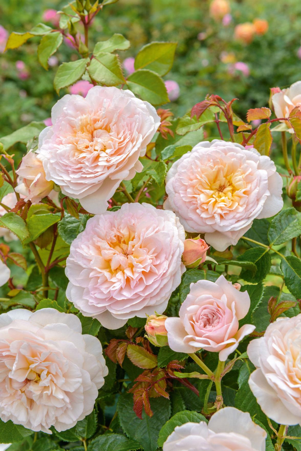 2020 David Austin Roses and companion plants PHOTOS