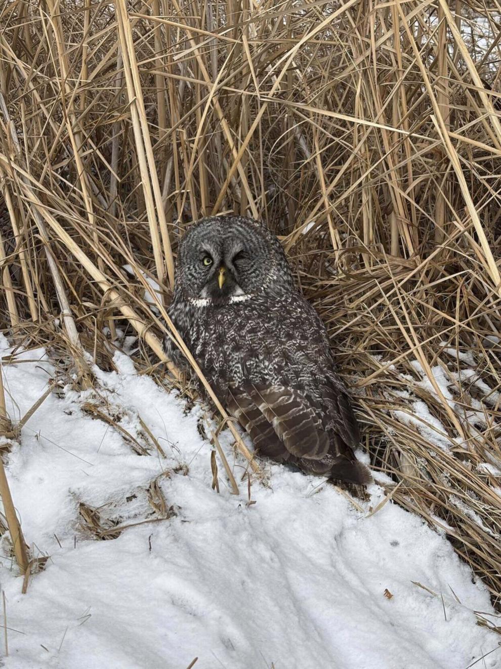 Minnesota woman saves two injured owls in one day