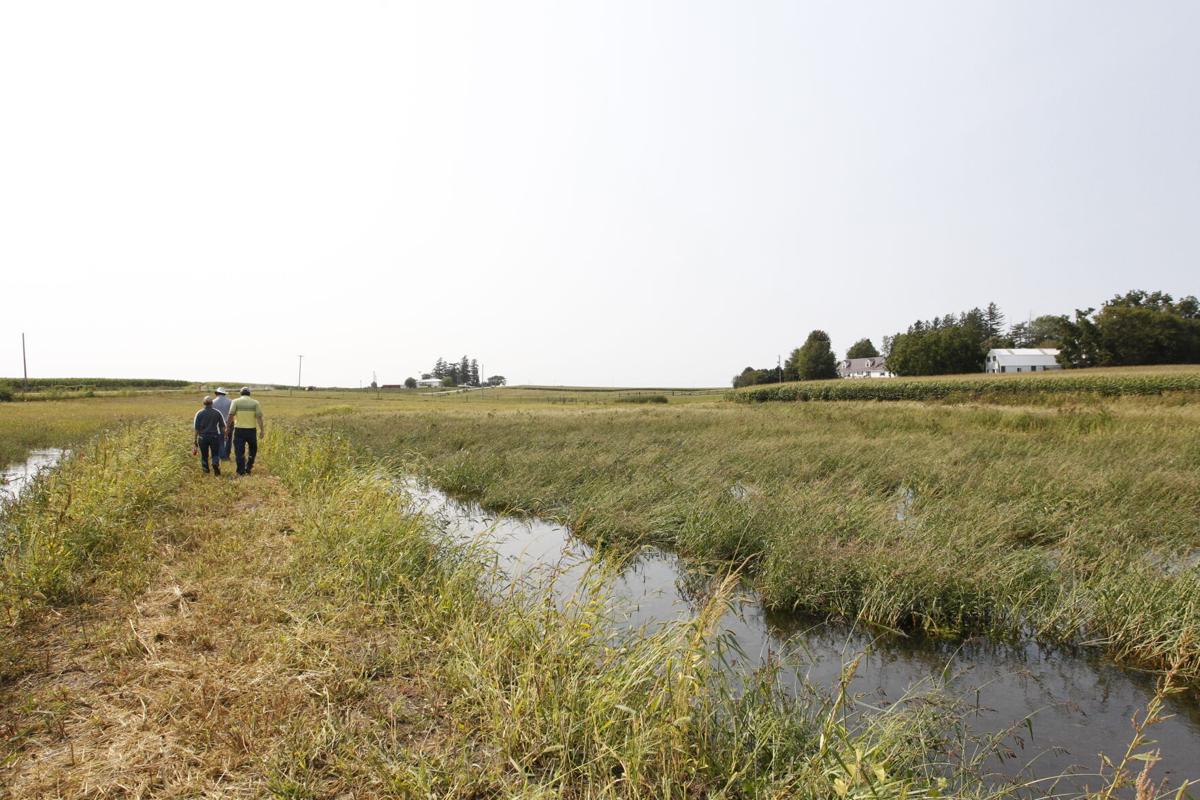 Farm using wetlands to clean field runoff