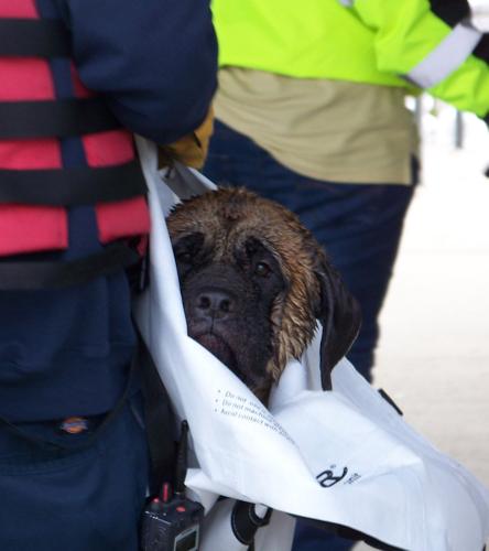 VIDEO: Fishermen rescue dog from frigid river