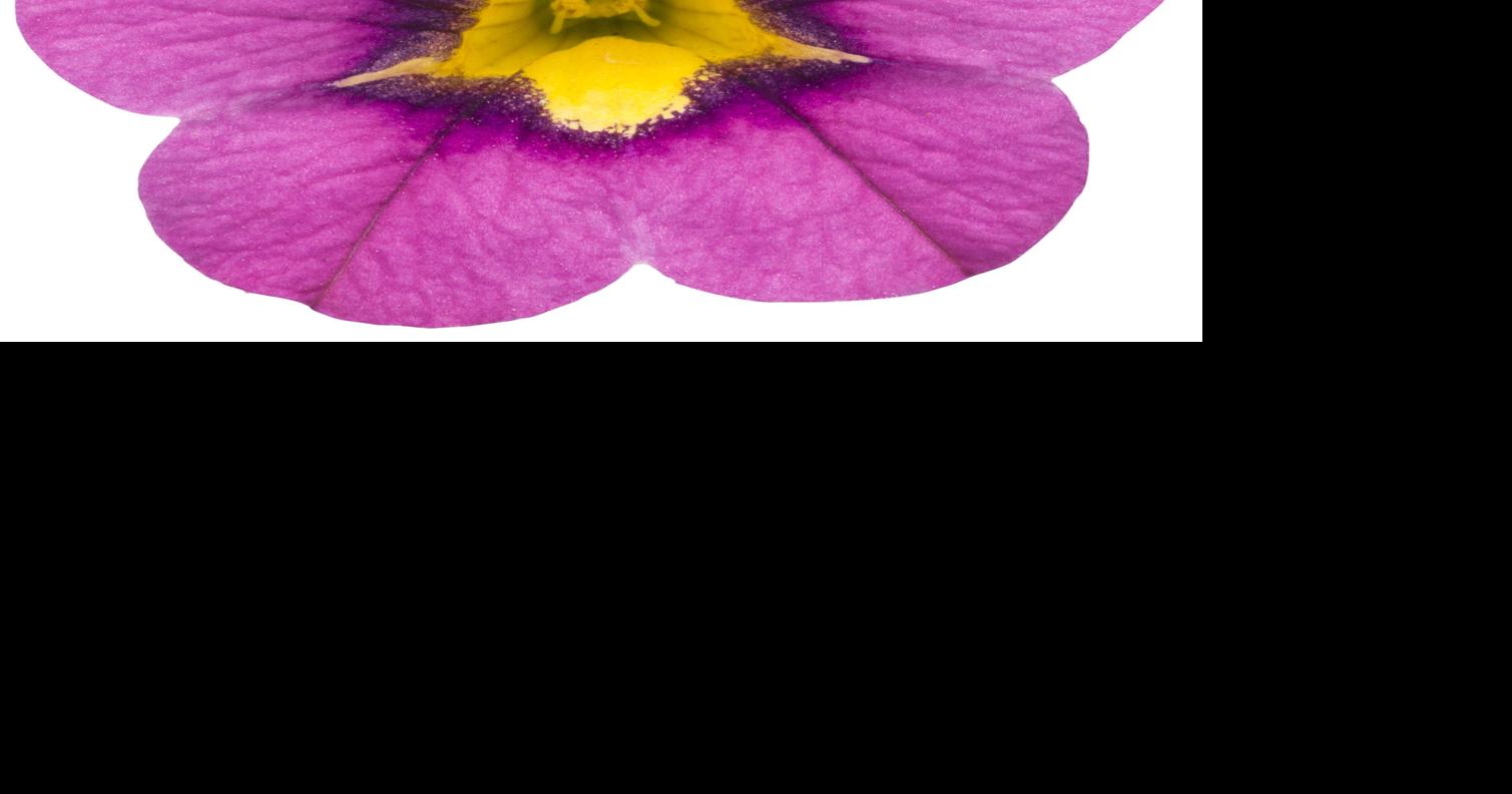 Fall in love again with new 'Superbells' varieties