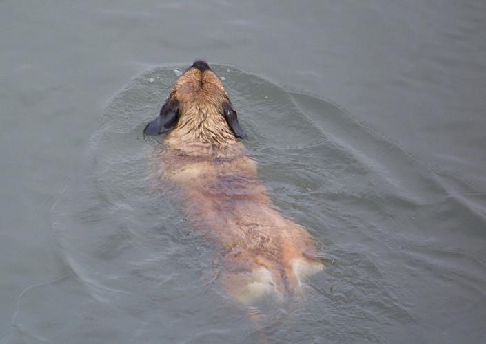 VIDEO: Fishermen rescue dog from frigid river