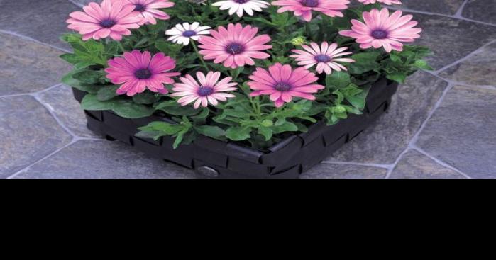Give me your answer, do: Daisy-like flower perks up pots, gardens
