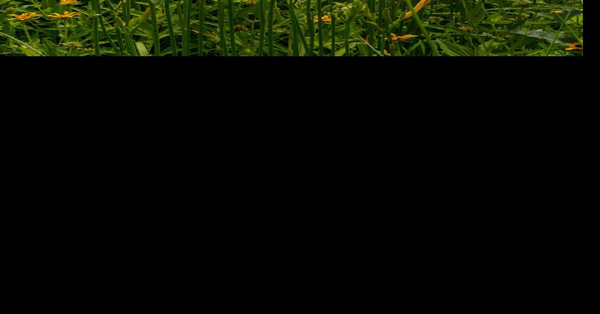 Tall, big-blooming daylilies just may be the perfect perennial