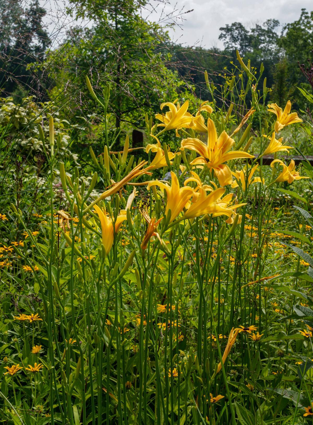 Tall, big-blooming daylilies just may be the perfect perennial | Garden ...