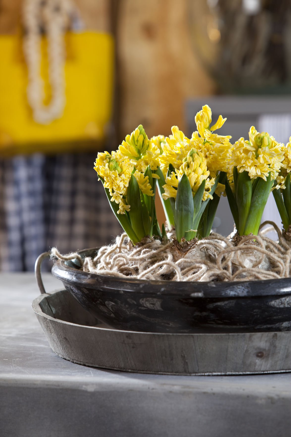 Give the unexpected gift of hyacinths | Garden | wcfcourier.com