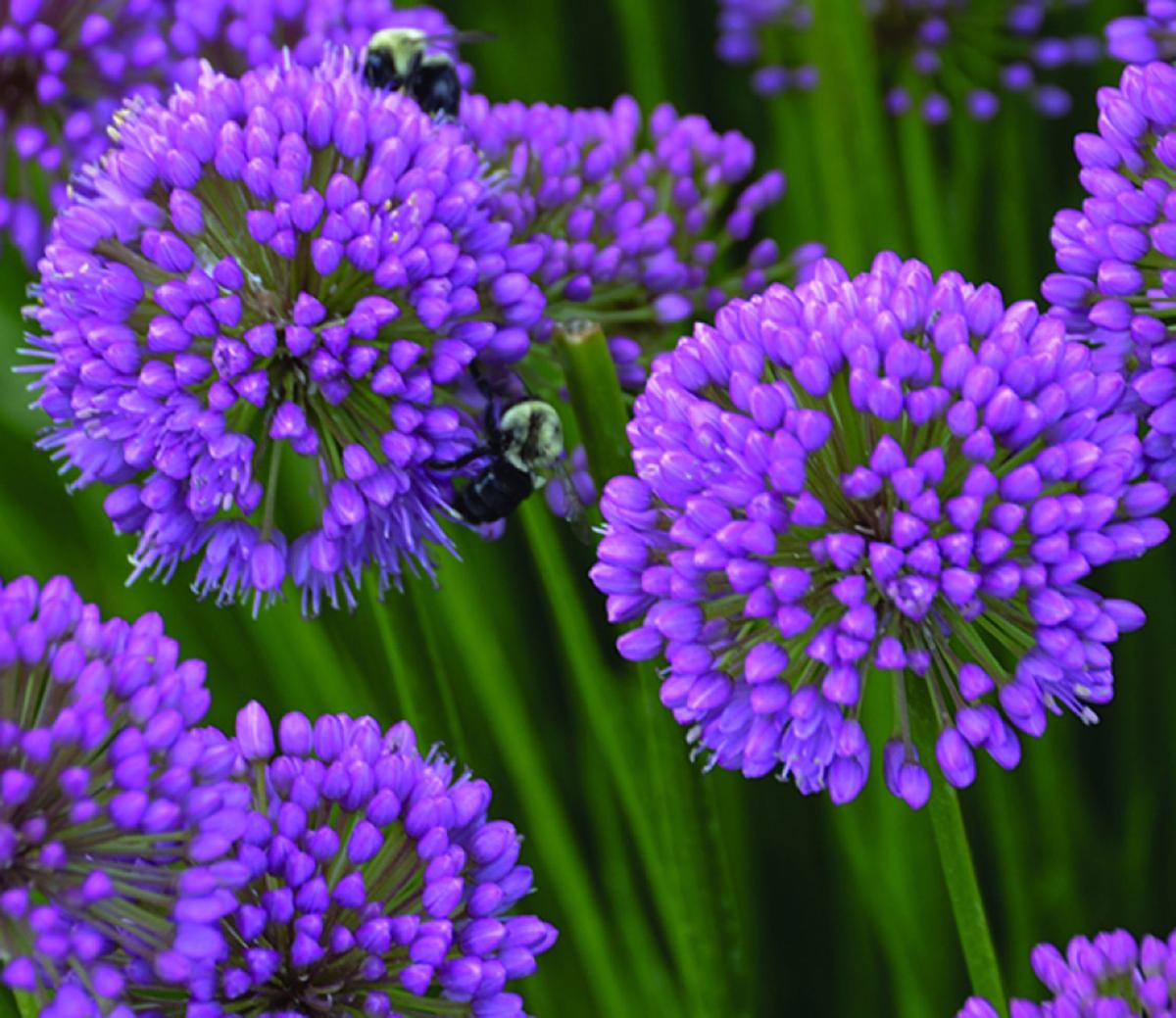 Plant award-winning butterfly magnet allium 'Millenium'