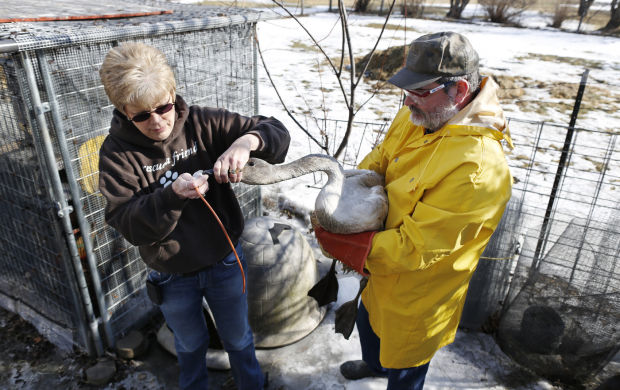 Lead poisoning a growing problem in birds, waterfowl