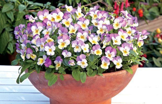 Breath of spring: Vision of new violas, pansy makes winter bearable ...