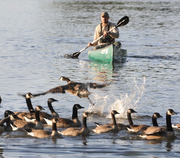 Wild goose chase: Banding begins in Iowa