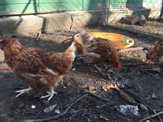 Drive-by chicken theft reported in Waterloo (VIDEO)
