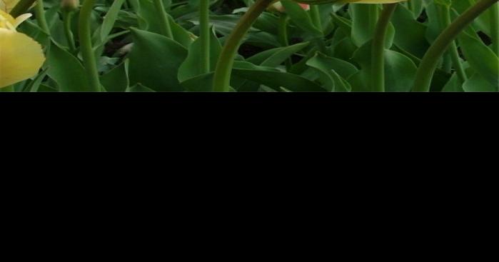 Bulb buffet: A few helpful tips for selecting tulips, daffys