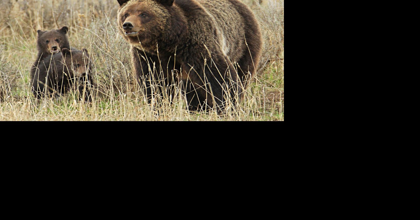 What you need to know to stay safe in bear country