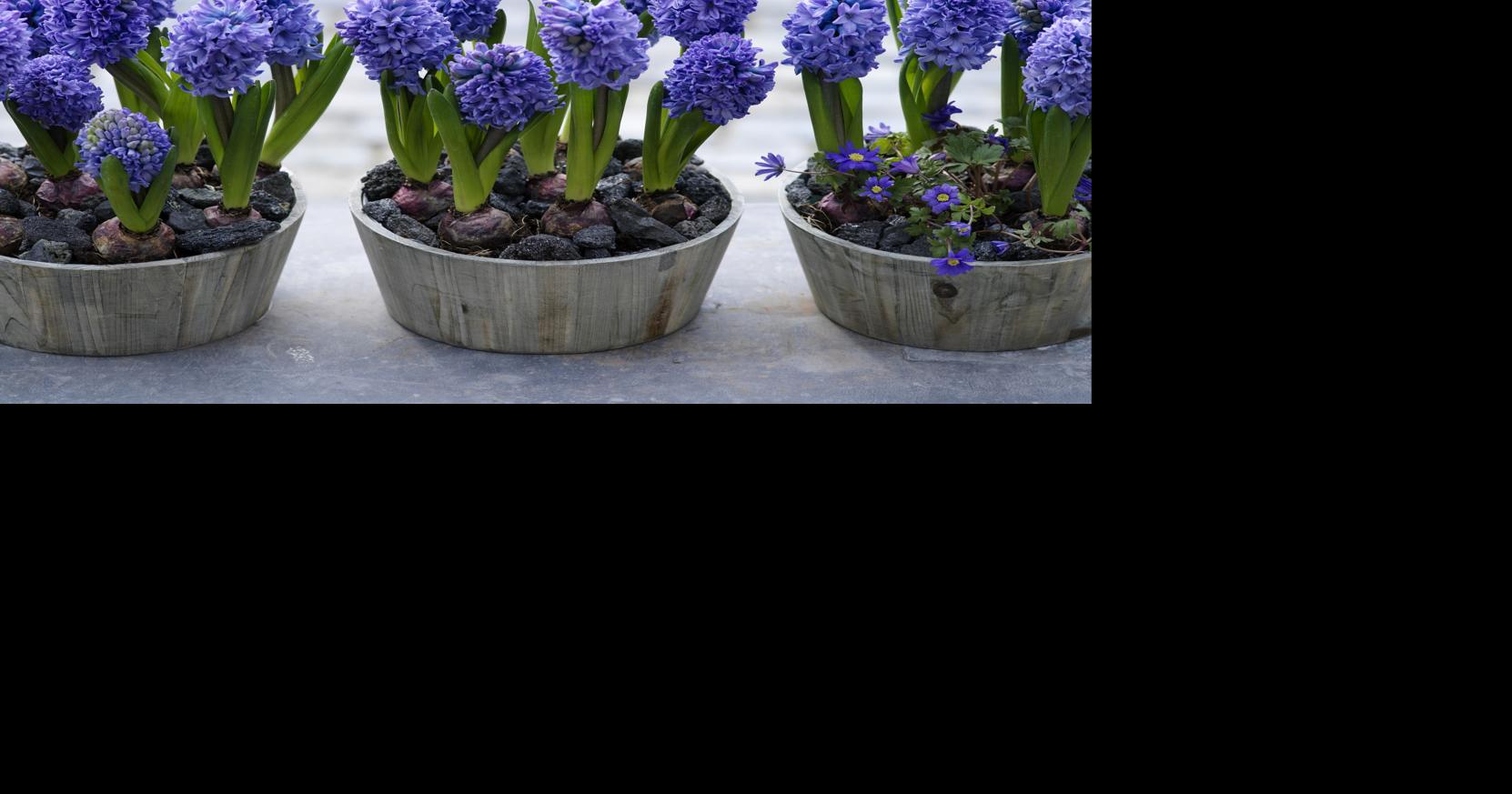 Give the unexpected gift of hyacinths