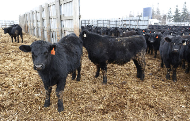 Frozen beef: Farmers take action when bitter chills blow through