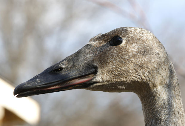 Lead poisoning a growing problem in birds, waterfowl