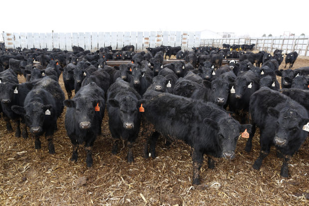 Frozen beef: Farmers take action when bitter chills blow through ...