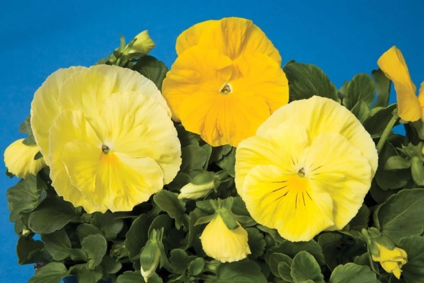 Pansymonium! Make room for pretty, hardy pansies in spring garden