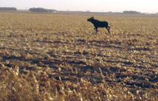Moose on the move spotted in northwest Iowa