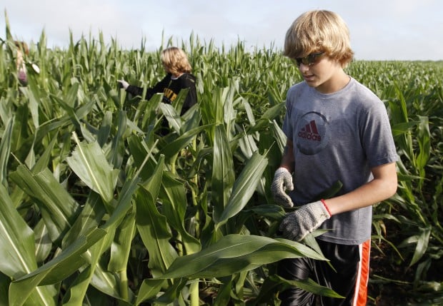 Detasseling vital for crop development, summer employment