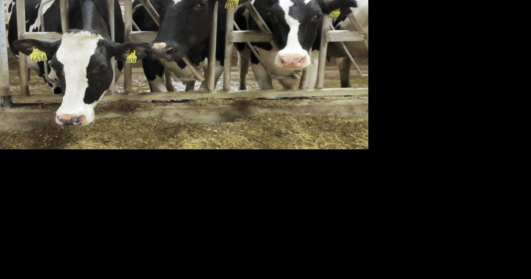 Hawkeye dairy farm crafts sweet treats to boost business