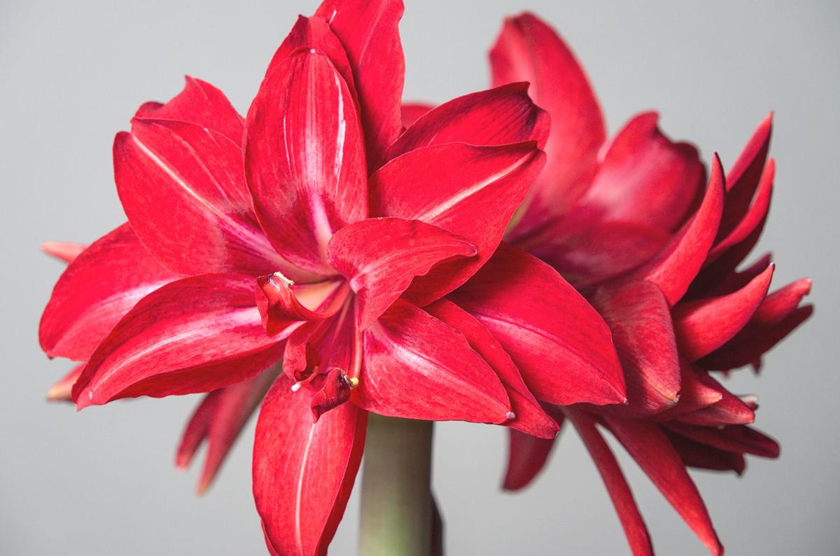 Toast the delicious decadence of double amaryllis | Lifestyles ...