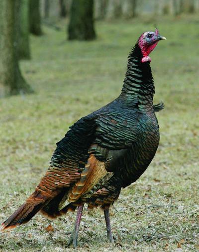 Turkeys are plentiful in Iowa