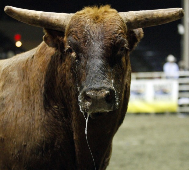 Bulls put cowboys to the test during Waterloo rodeo | Local News ...