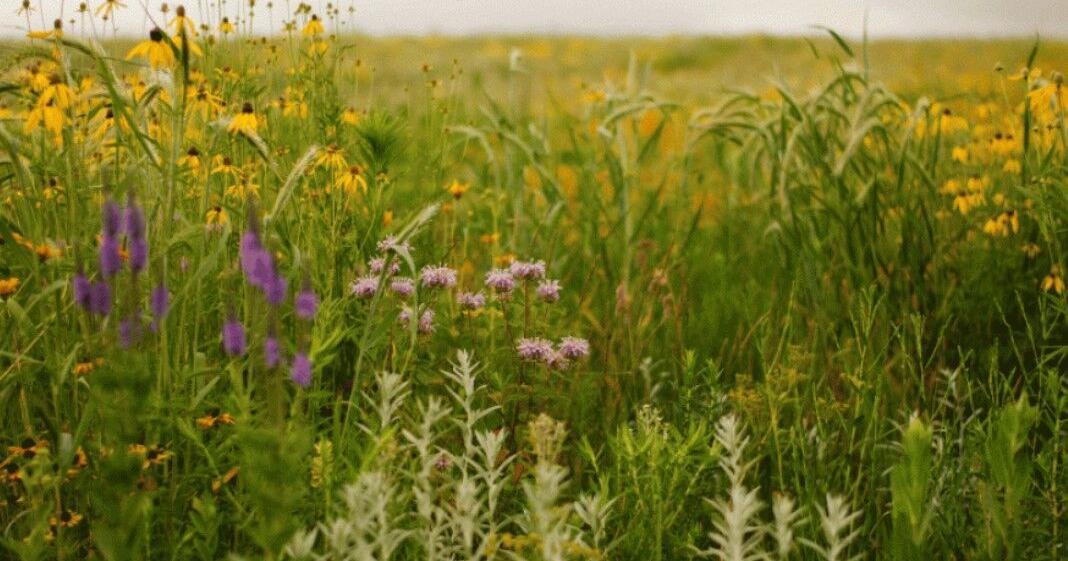 UNI Tallgrass Prairie Center featured in National Geographic