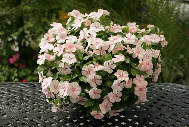 Periwinkle or vinca? Botanical name vs. common name can create confusion