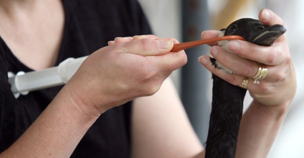 Canada goose recovering after tangled in fishing line