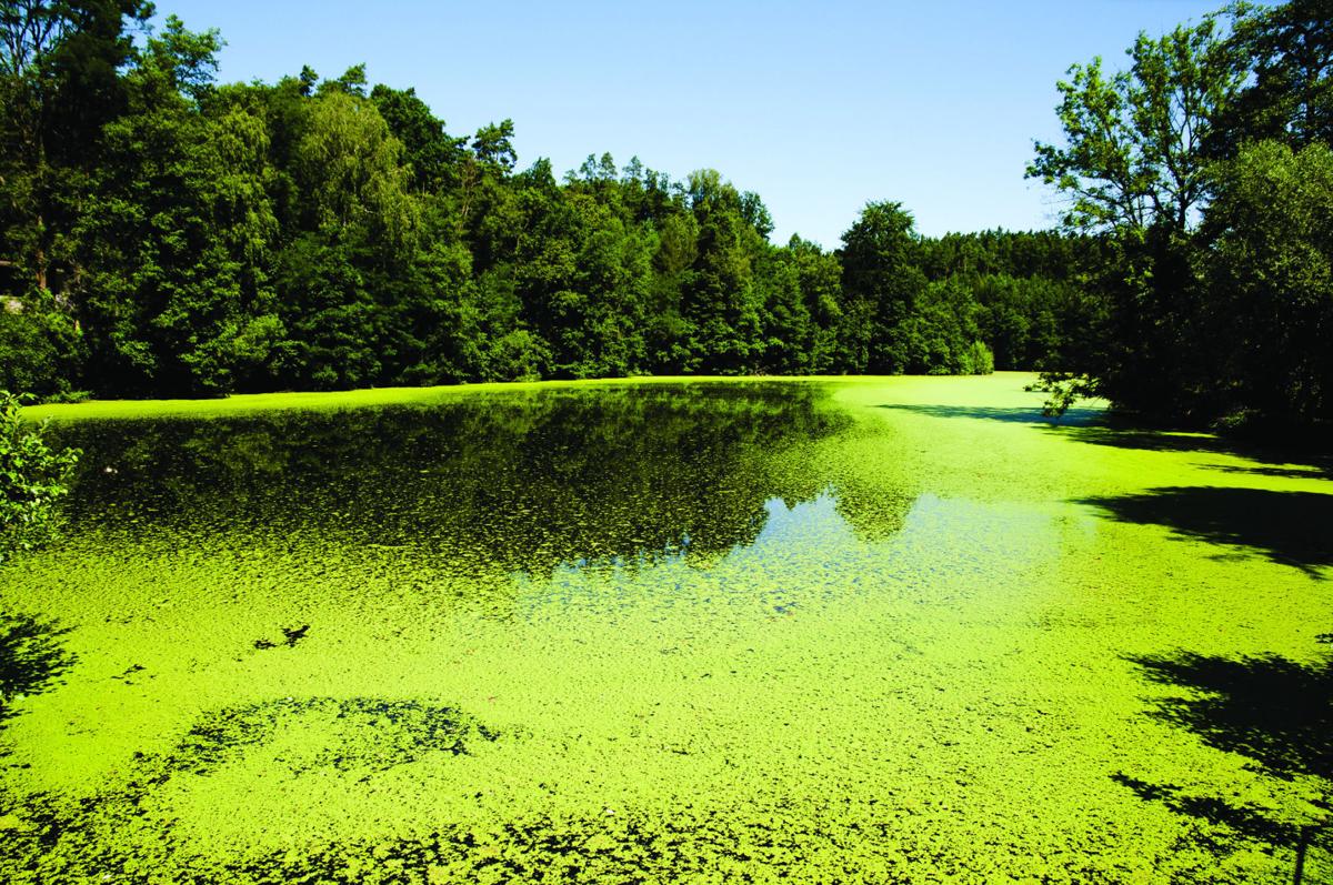 Severity of algae in Iowa lakes increases | Political News | wcfcourier.com Severity of algae in Iowa lakes increases | Political News | wcfcourier.com