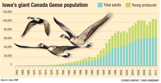 Mild winter brings flocks of fowl, but not everyone is a fan