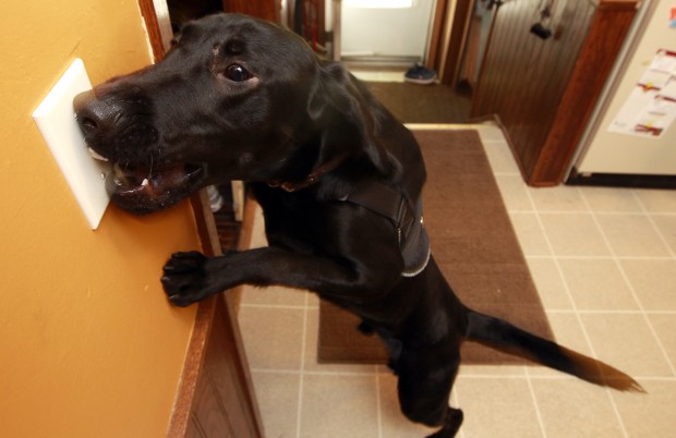 Retrieving Freedom: Waverly facility training service dogs for veterans