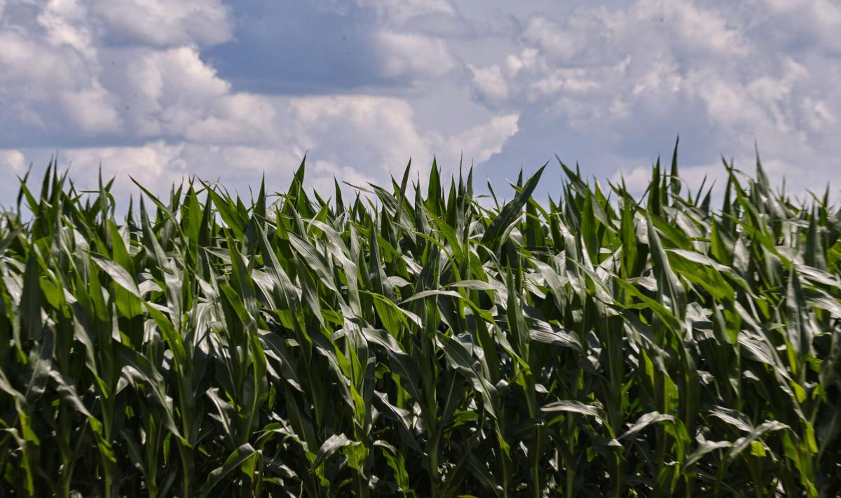 Hot weather should boost corn and soybeans