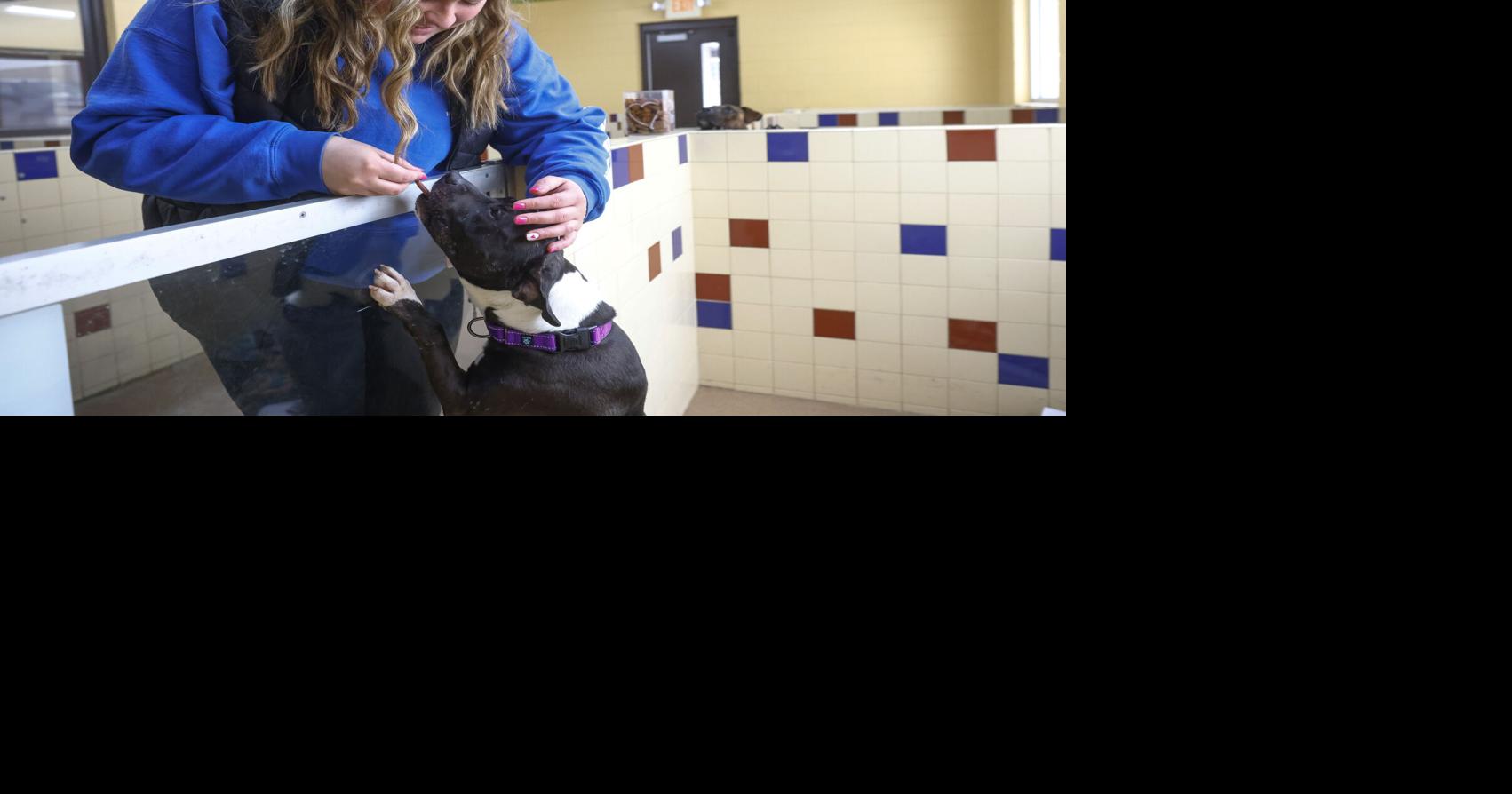 Cedar Bend Humane Society to waive adoption fees for 50 dogs