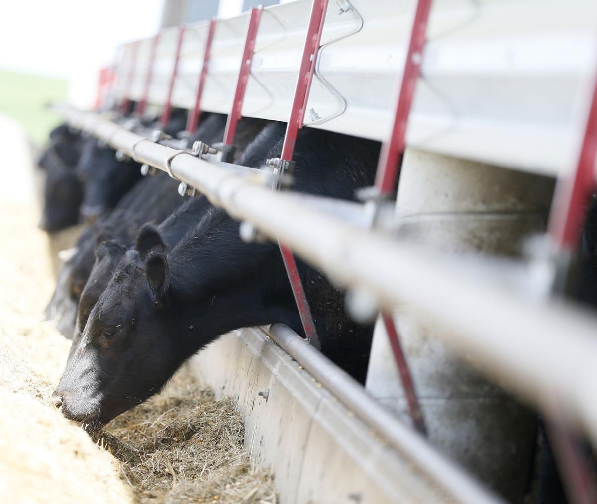 Groups study Iowa’s beef industry