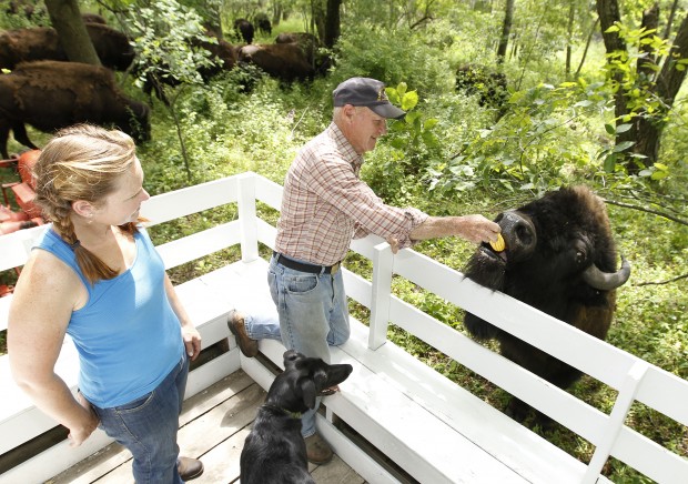 Bison bounty: Farmers note increased demand for buffalo meat