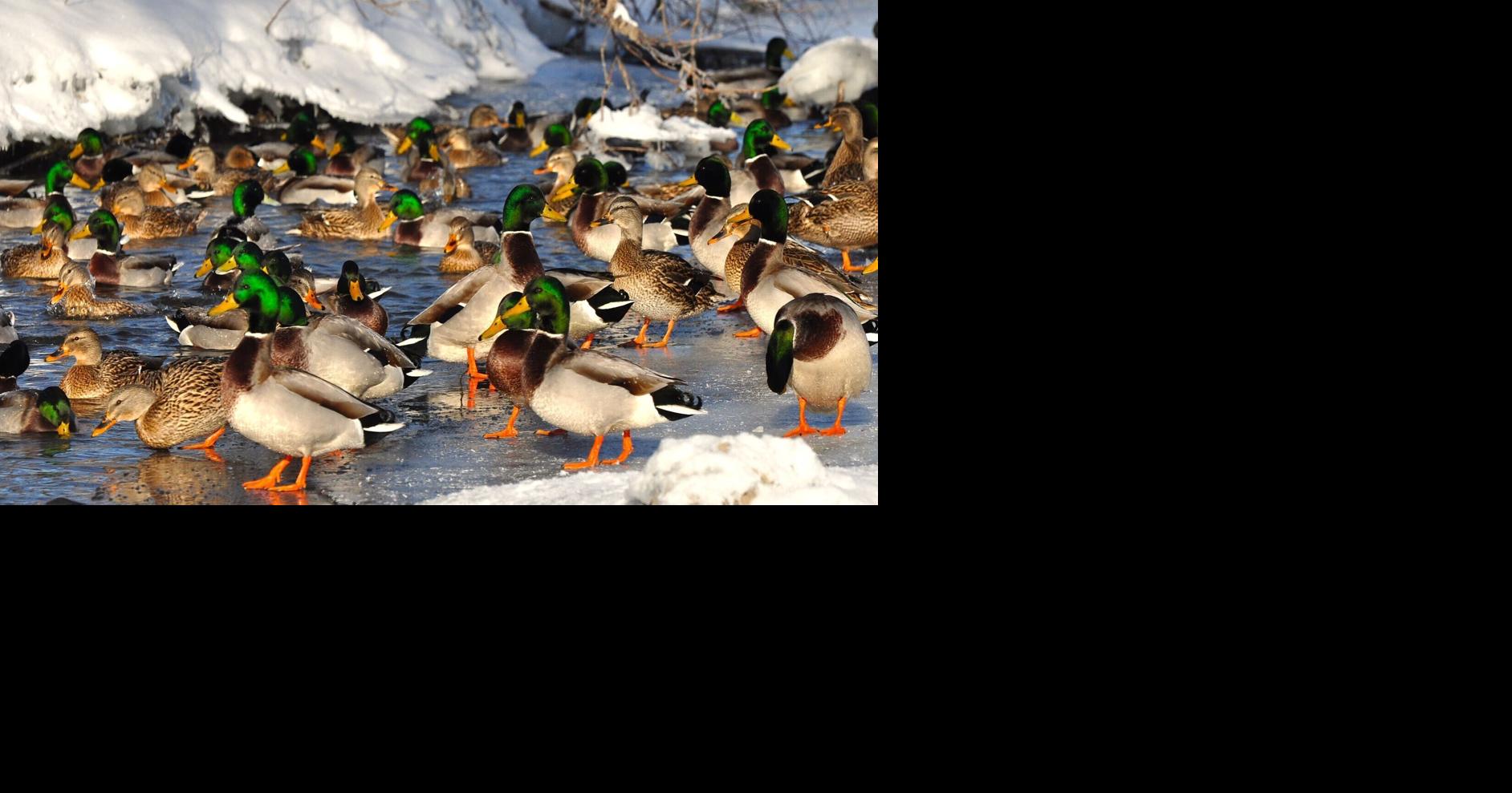 WASHBURN: Avian influenza devastating waterfowl across Iowa