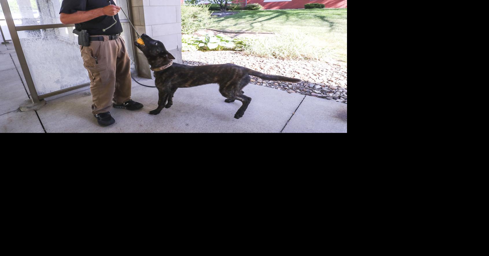 Dutch shepherd pup Atlas joins UnityPoint K9 security patrol team