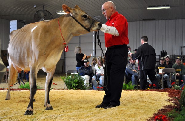 Dairy cattle auction draws big crowd to West Union