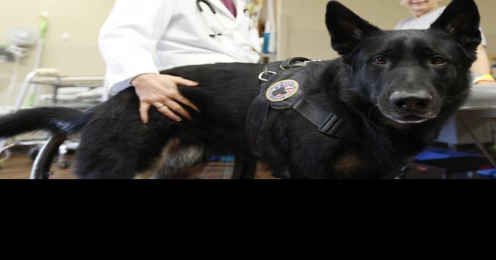 Covenant doctor gets by on a little help from man's best friend