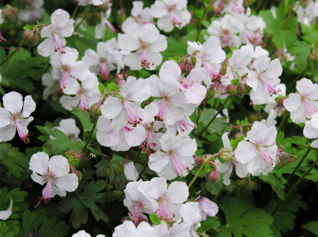 Hardy geranium 'Biokovo' brings white and pink to late spring garden