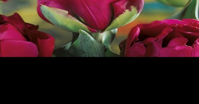 Delightful fragrance: Tulips make 'scents' in the spring garden