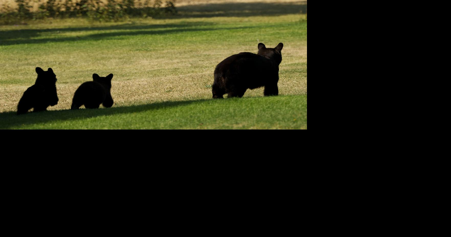 Naturalists wonder if black bears will call Iowa home again
