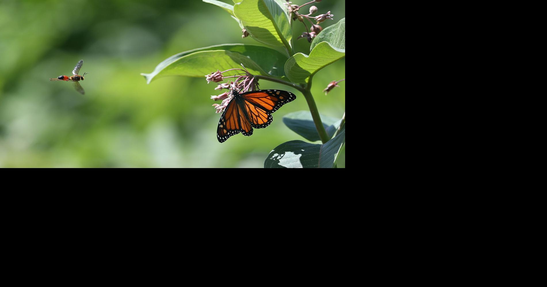 Photos: Courier Photographer Brandon Pollock's eye for nature
