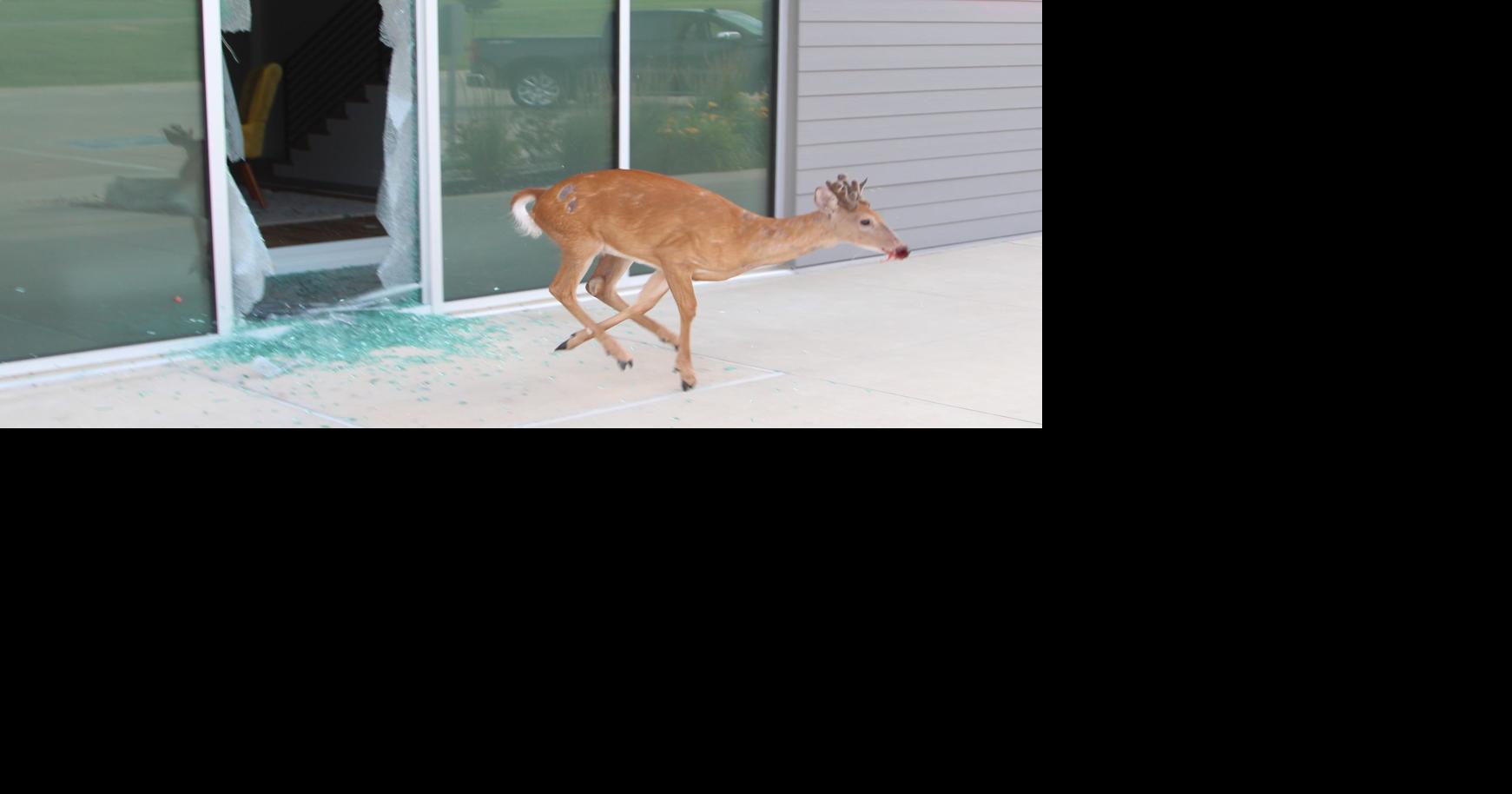 Deer crashes through office window in Waterloo