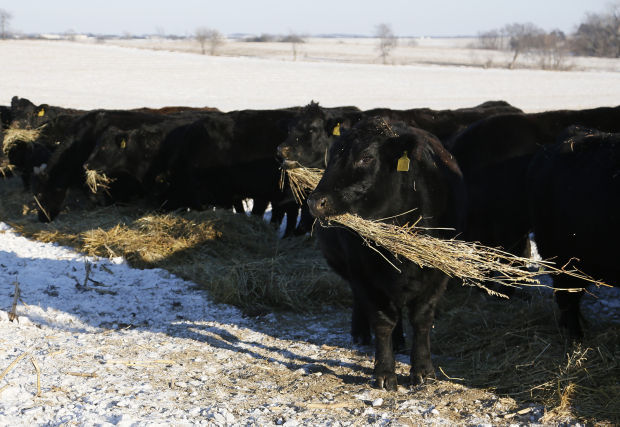 Frozen beef: Cattle farmers work against winter