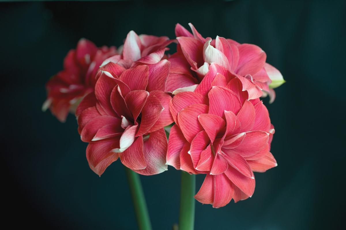 Toast the delicious decadence of double amaryllis | Lifestyles ...