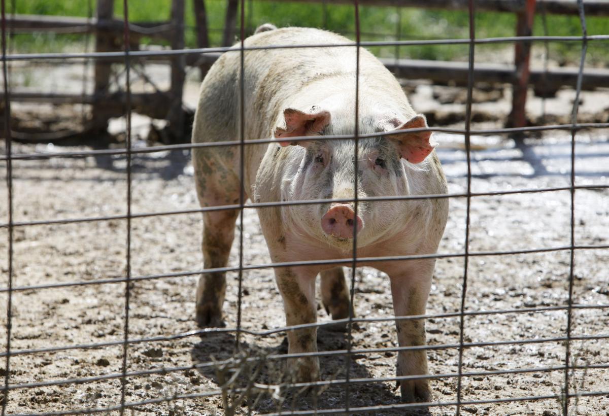 Report Calls For Hog Farm Moratorium New Permit System report-calls-for-hog-farm-moratorium-new-permit-system